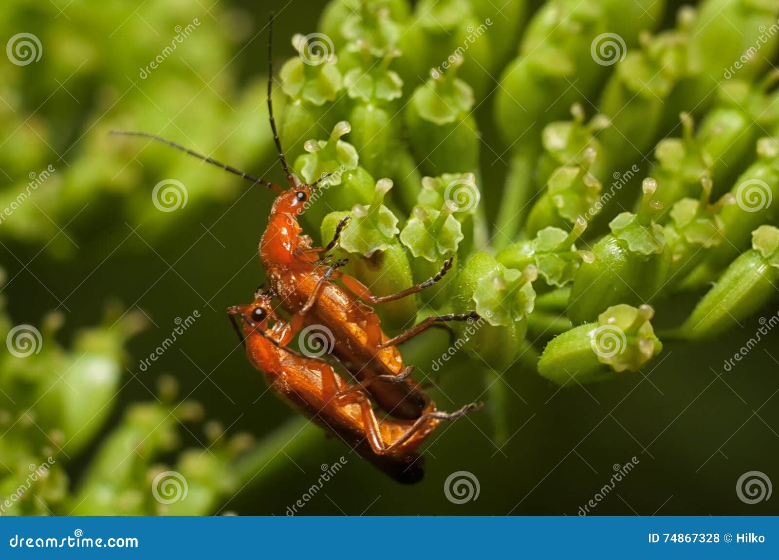 Beetle Firefighter (Cantharis Rustica) Stock Photo - Image of ...