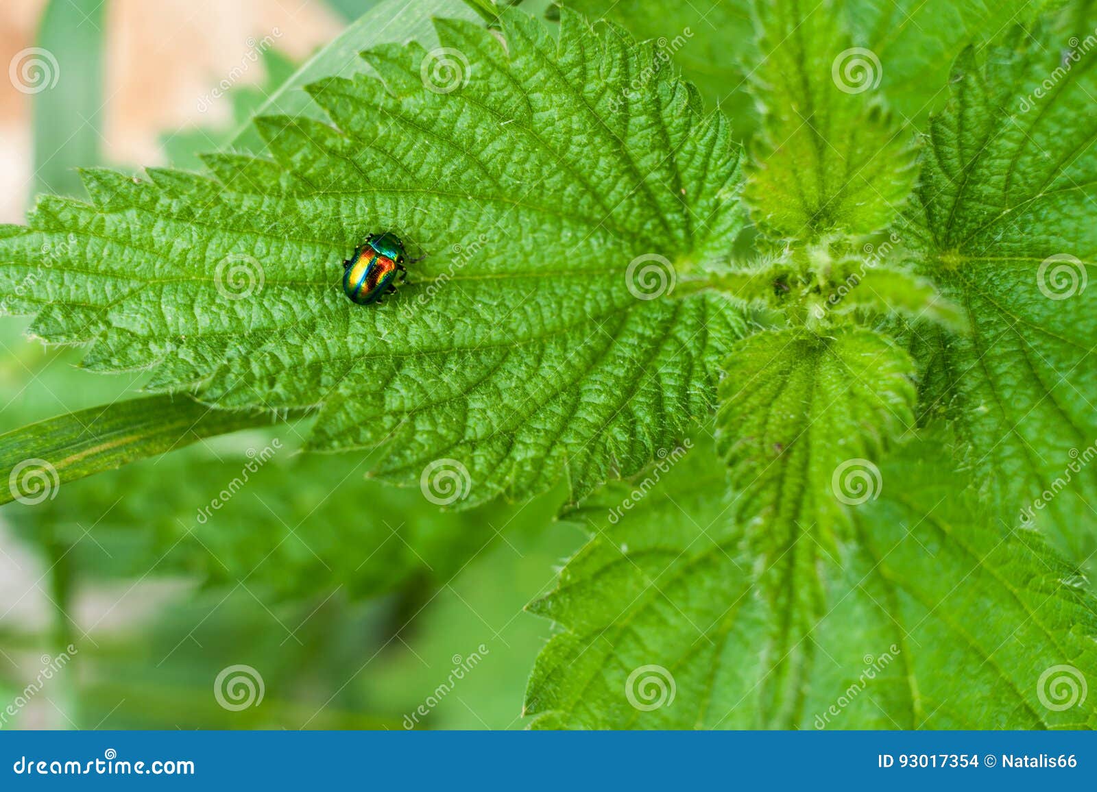 Beetle Firefly Sitting on Green Leaf of Nettle. Stock Photo - Image of ...