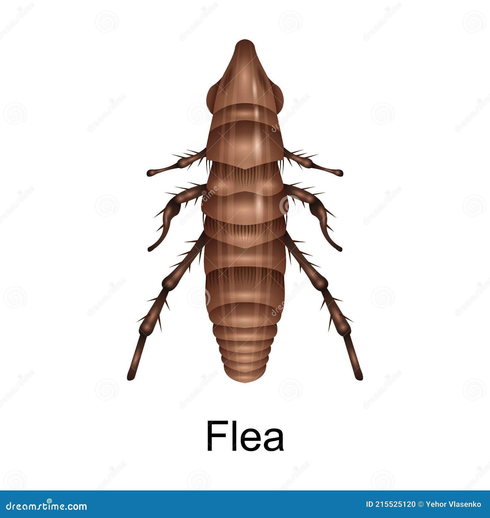 Flea. Vector Illustration. The Bloodsucker On An Isolated Green ...