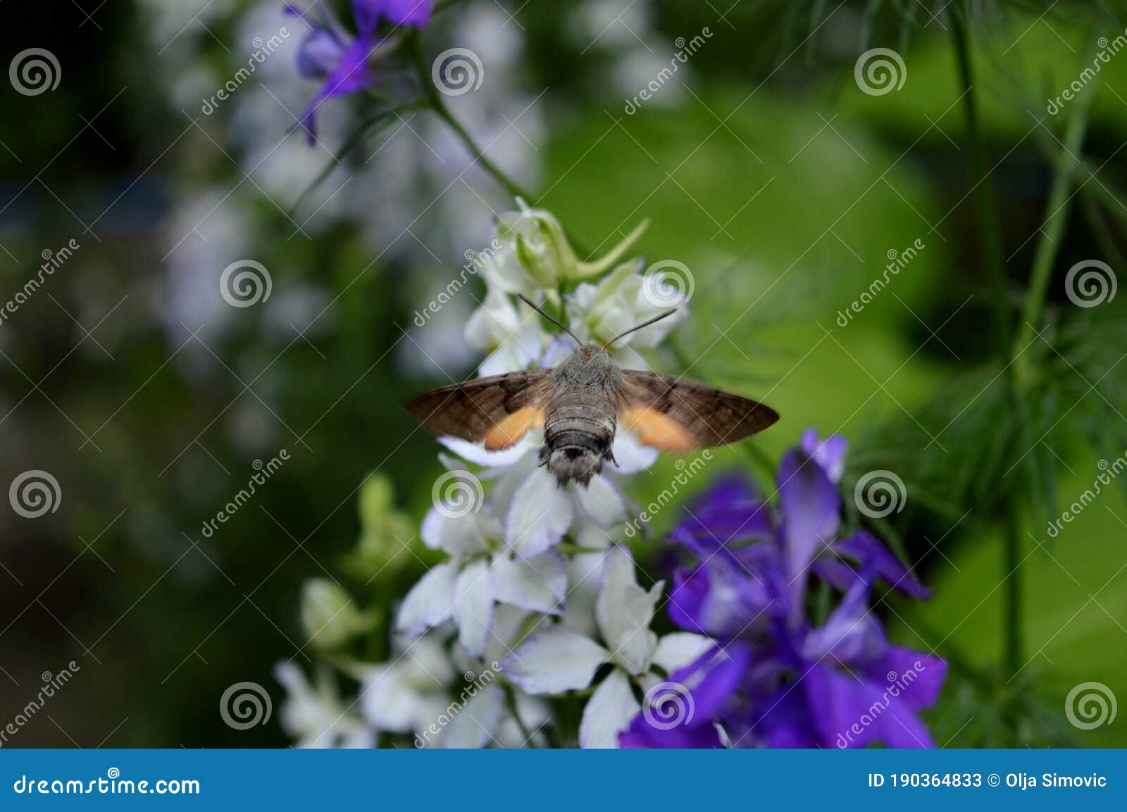 Beetle in Flight on a Flower Stock Image - Image of flower, beetle ...