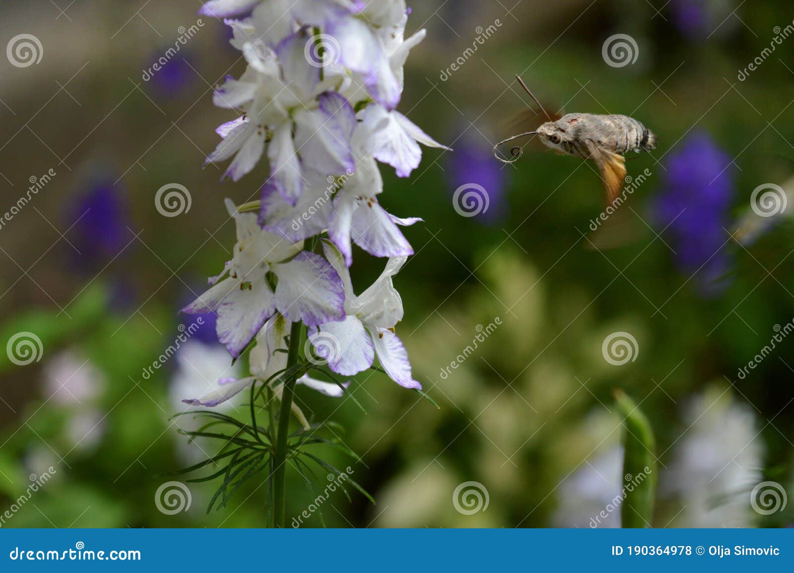 Beetle in Flight on a Flower Stock Photo - Image of flight, insect ...