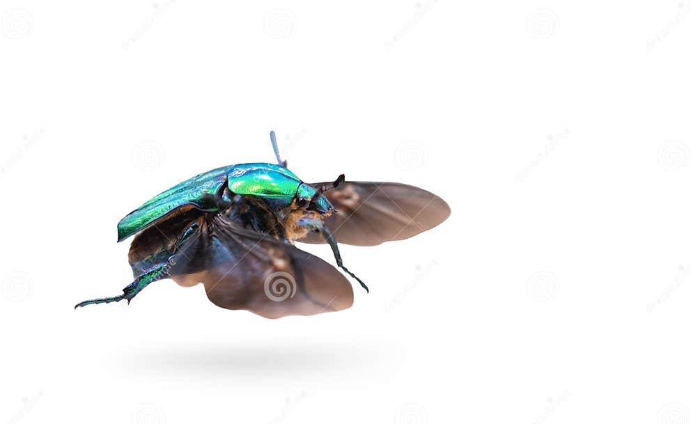 Beetle in Flight Isolated on White Stock Image - Image of wing, wild ...