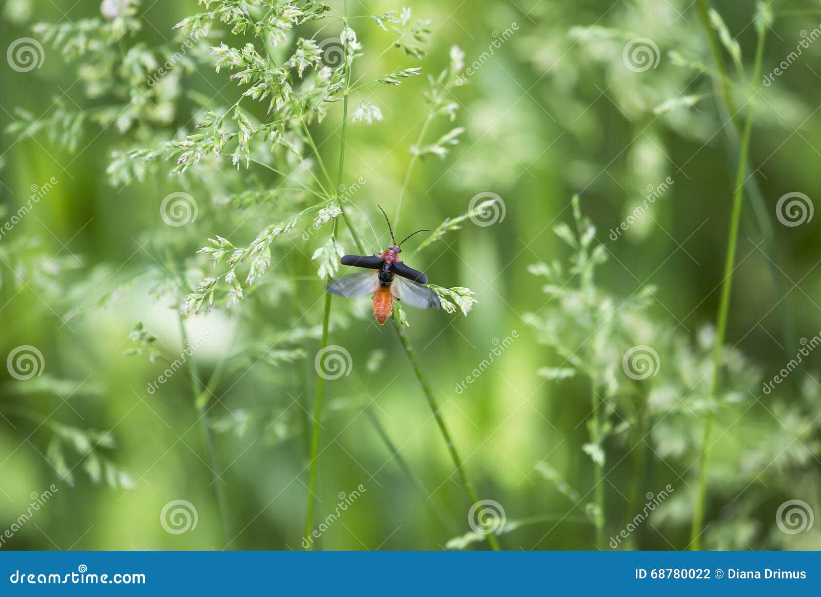 Beetle in flight stock photo. Image of herbs, green, belly - 68780022