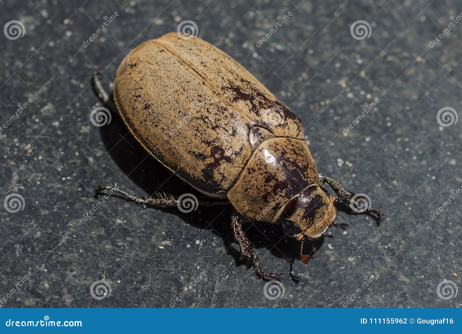 Beetle on the Floor from Above Stock Photo - Image of huge, exotic ...