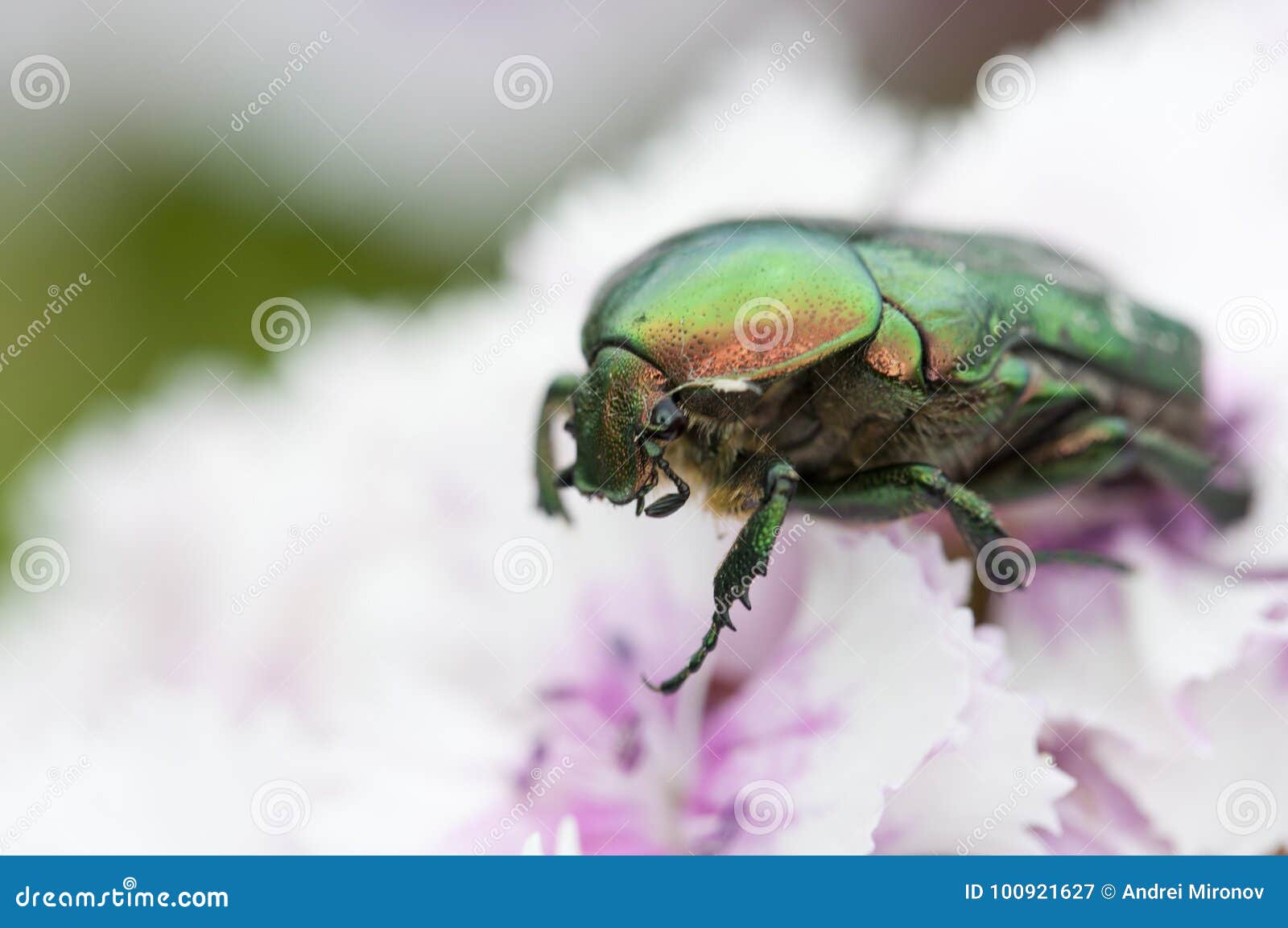 Beetle on a flower stock image. Image of leaf, detail - 100921627