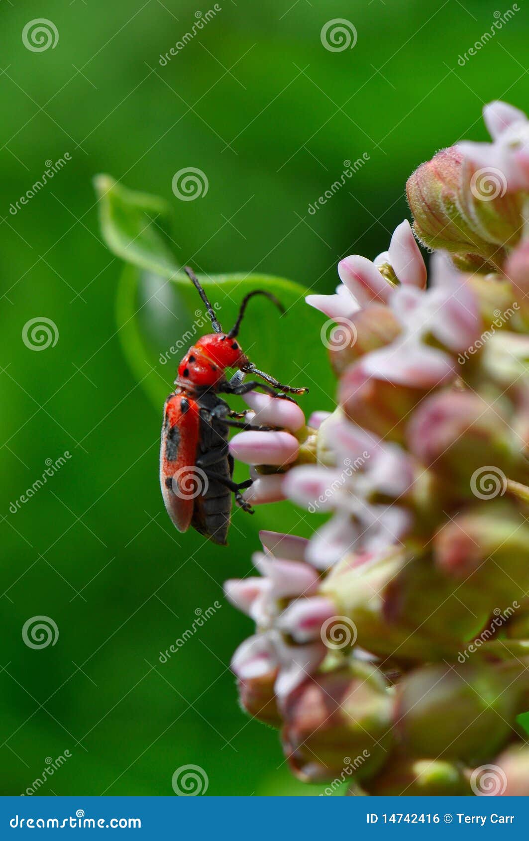 Beetle on flowering plant stock photo. Image of colourful - 14742416