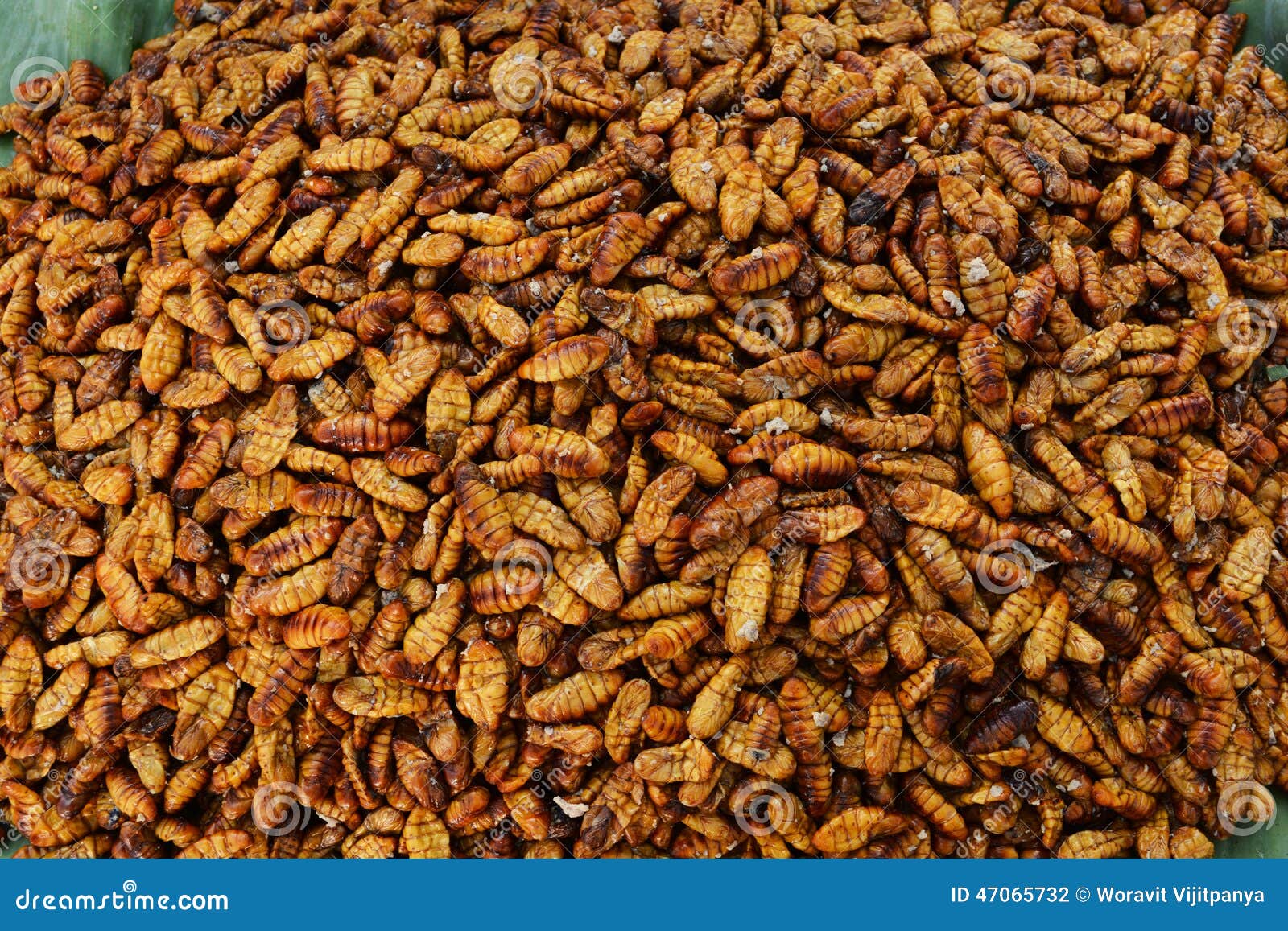 Beetle fried stock photo. Image of group, creepy, horizontal - 47065732