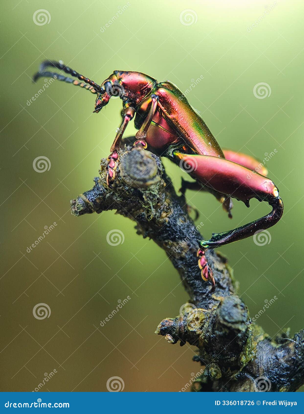 Beetle Frog-leg on the Plant Stock Photo - Image of colourful ...