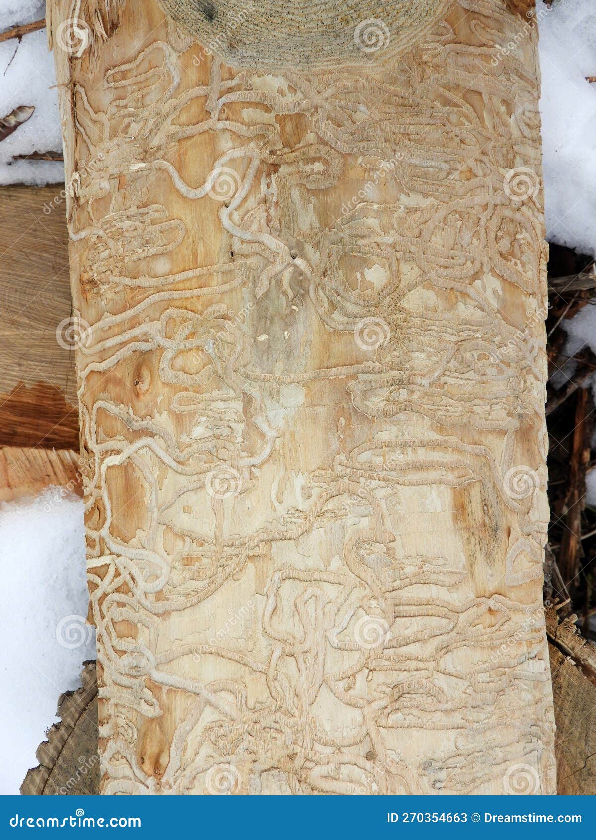 Beetle Gallery Worm Trails Left Under Tree Bark in FingerLakes NYS ...