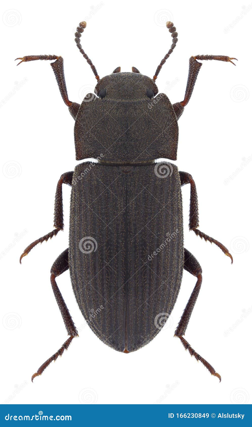 Beetle Gonocephalum Perplexum Stock Image - Image of insect, wildlife ...