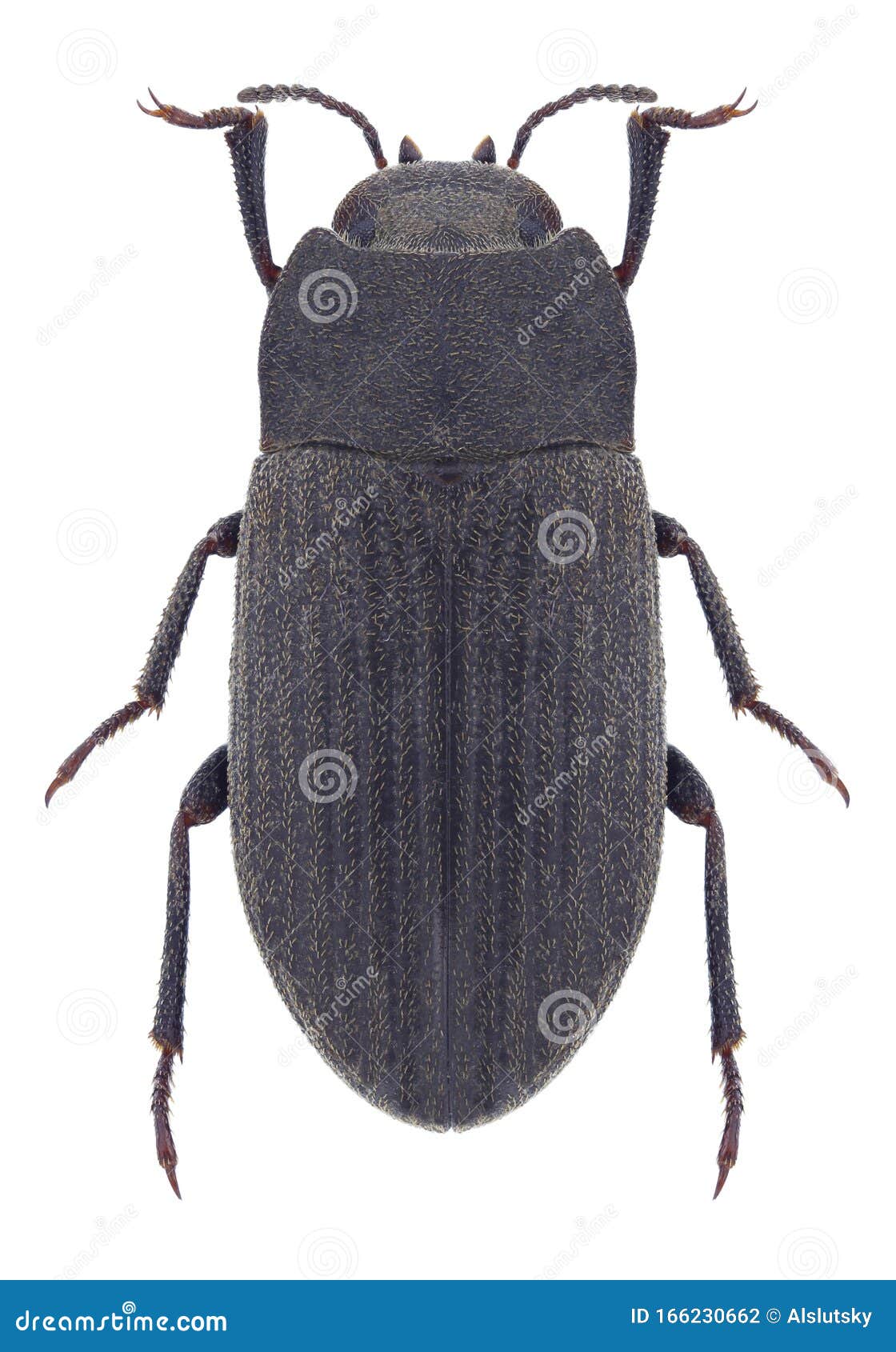 Gonocephalum Stock Photos - Free & Royalty-Free Stock Photos from ...