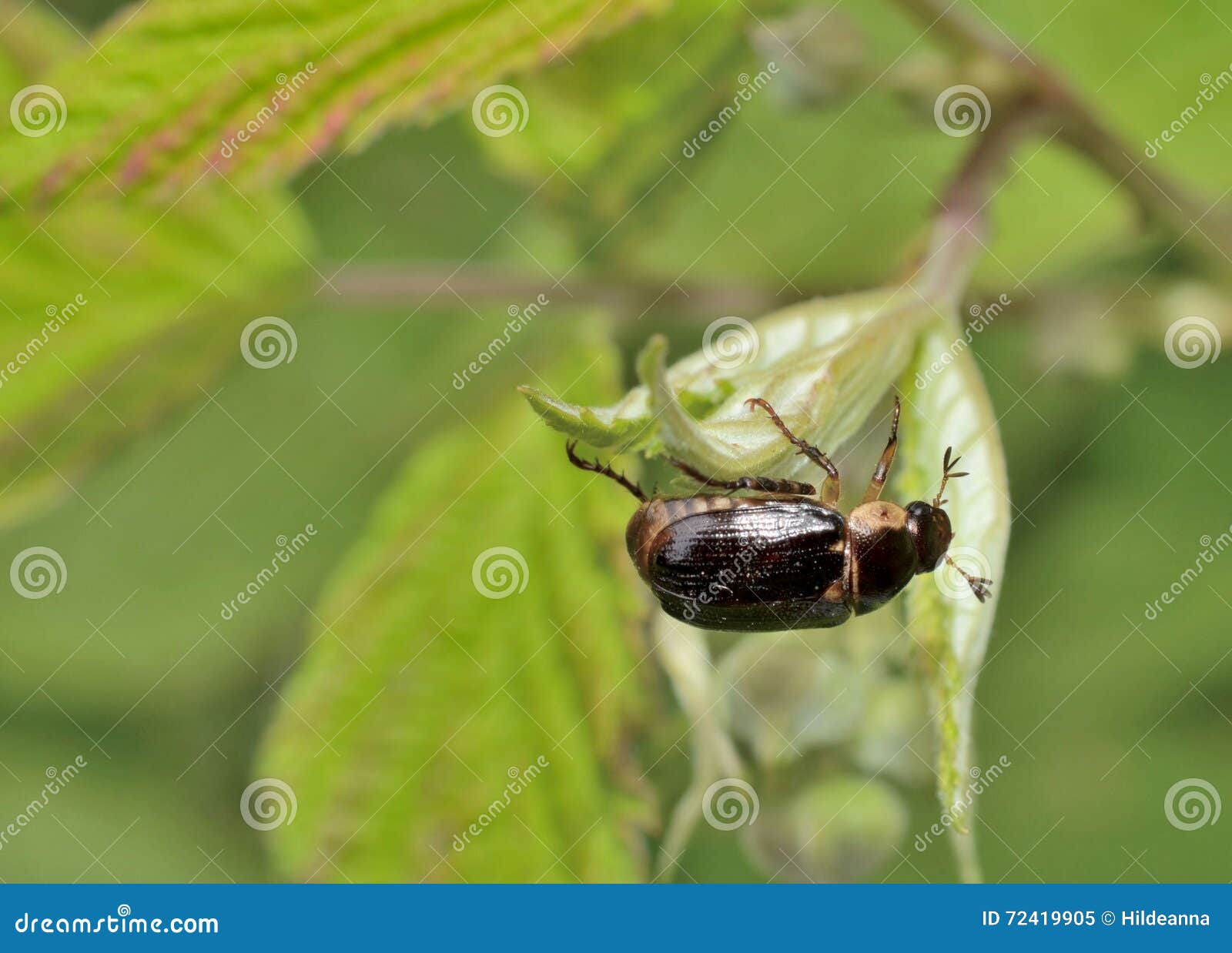 Beetle on grape leaf stock image. Image of wildlife, biting - 72419905