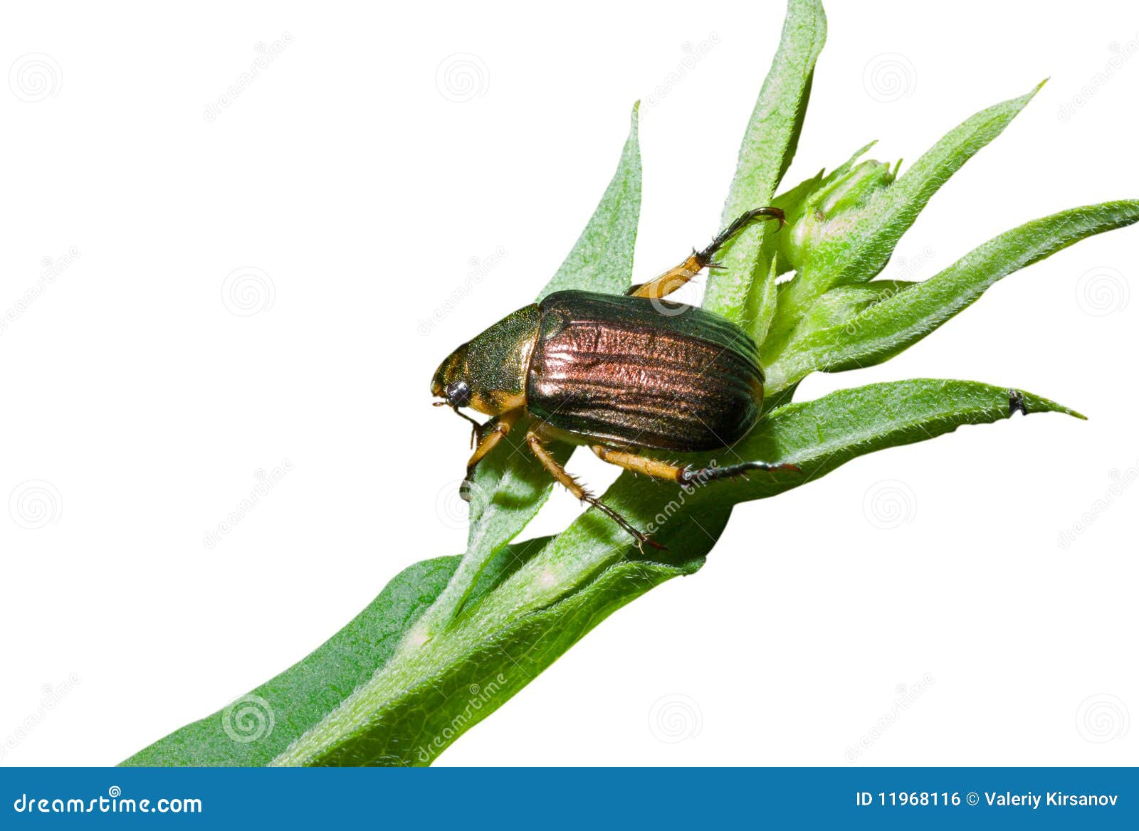 Beetle on grass 1 stock photo. Image of outdoor, zoology - 11968116