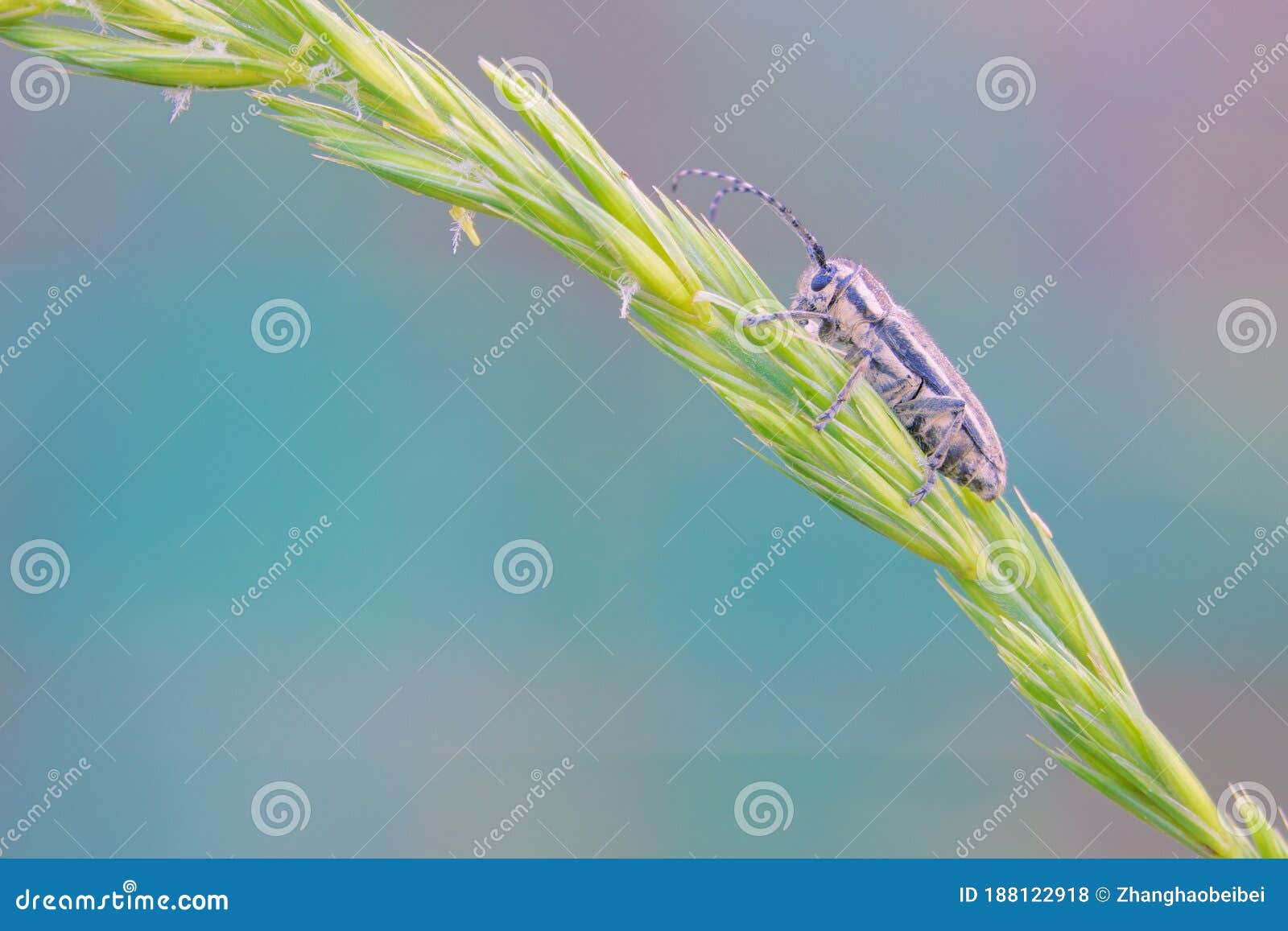 Beetle on grass ear stock photo. Image of life, grass - 188122918
