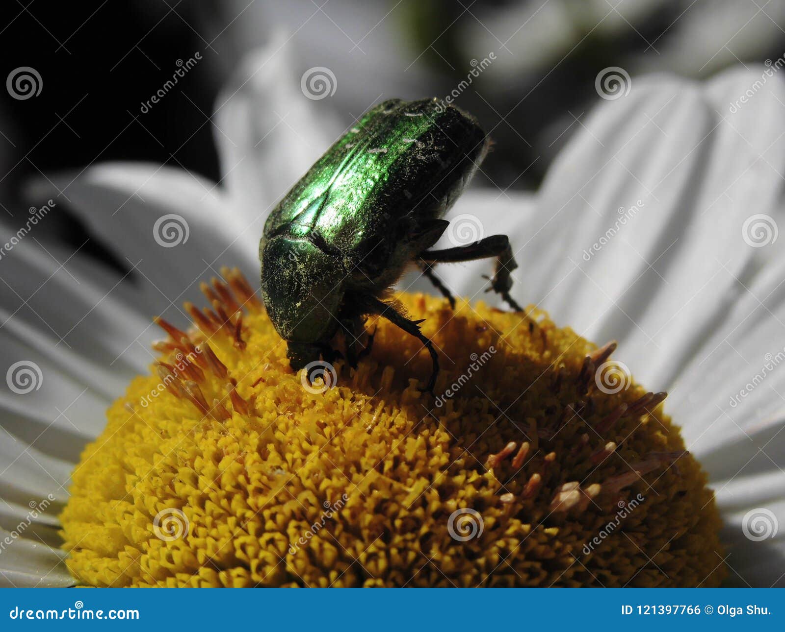 Beetle stock photo. Image of nature, summer, flower - 121397766