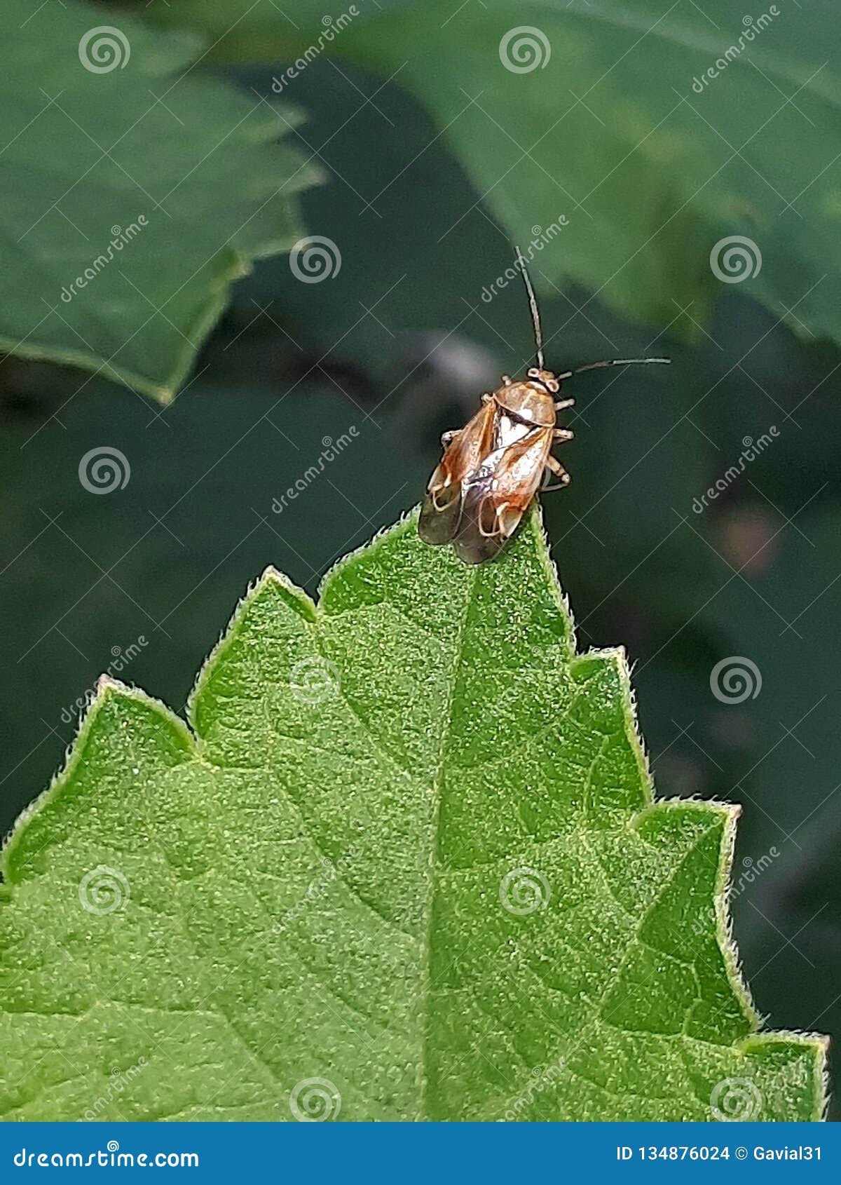 Small beetle on green leaf stock photo. Image of background - 134876024