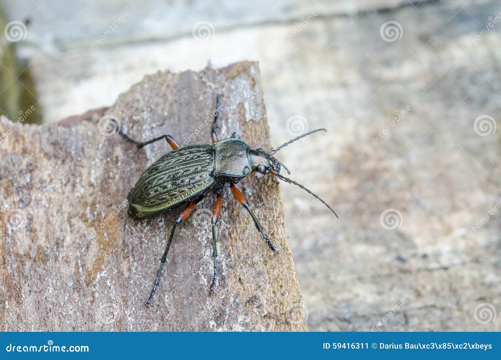 Beetle stock image. Image of ground, ature, cancellatus - 59416311