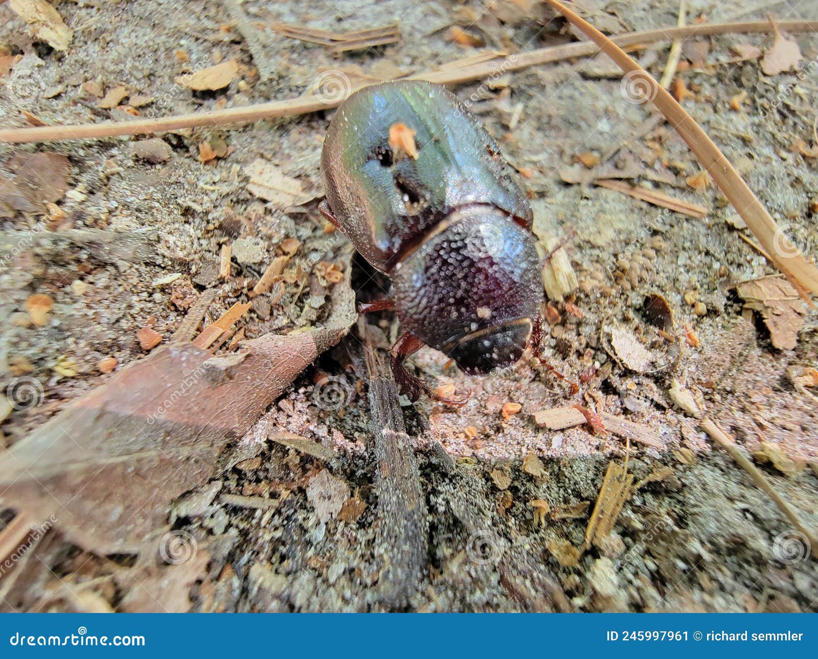 Beetle on the Ground, Insects Stock Image - Image of animal, insects ...