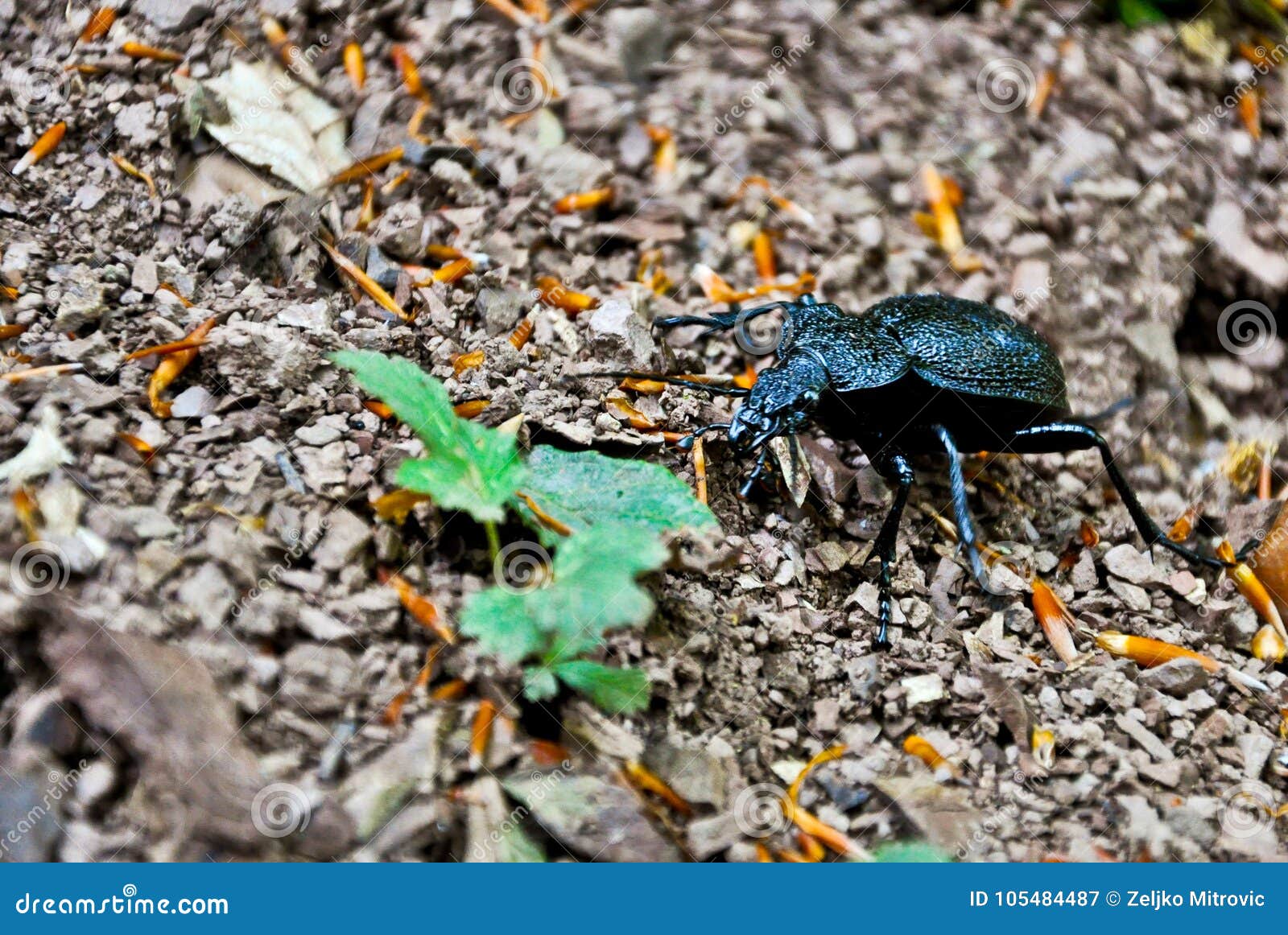 Beetle on the Ground, Insects from the Forest Stock Image - Image of ...