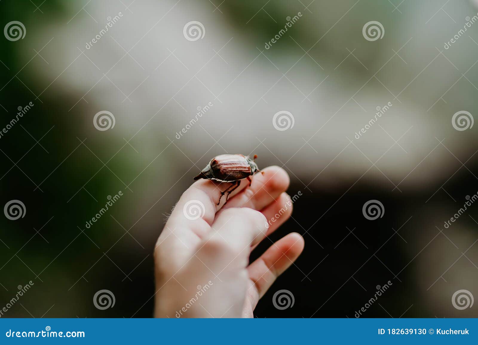 Beetle in hands close up stock photo. Image of entomology - 182639130