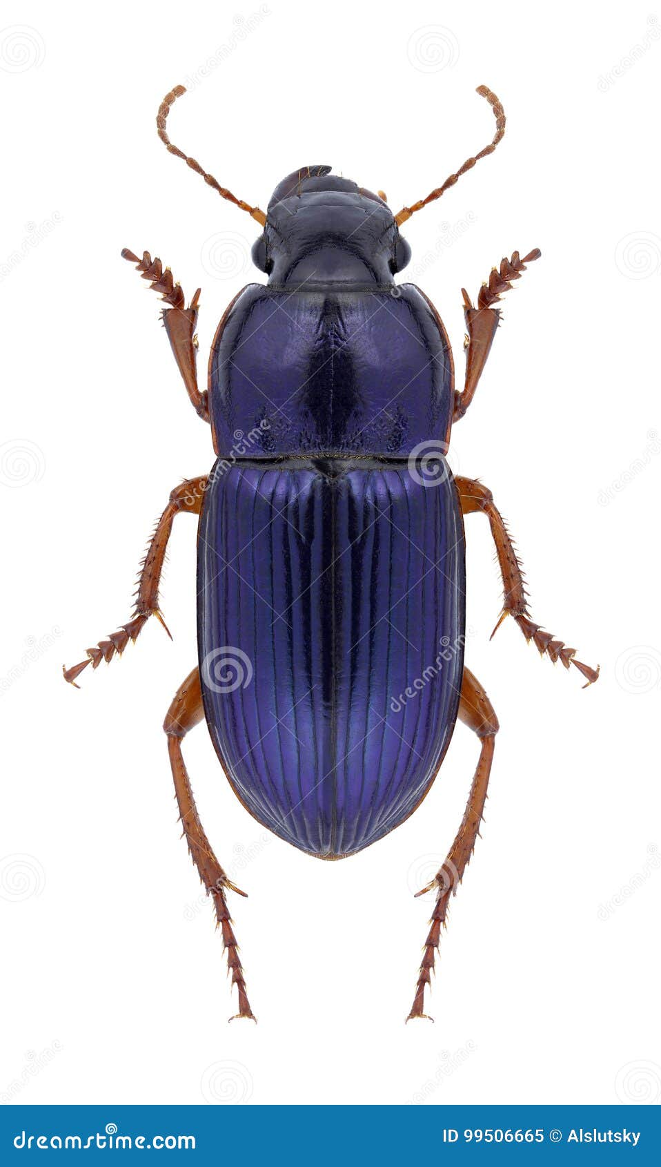 Beetle Harpalus rubripes stock image. Image of biology - 99506665