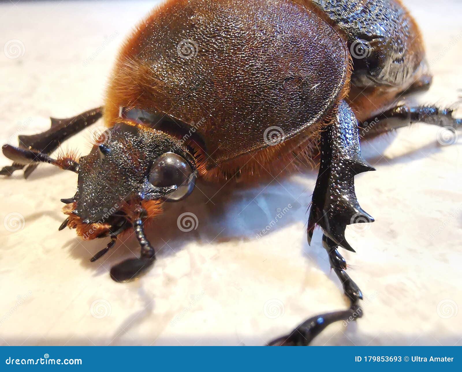 A Hercules beetle stock image. Image of flower, honeybee - 179853693