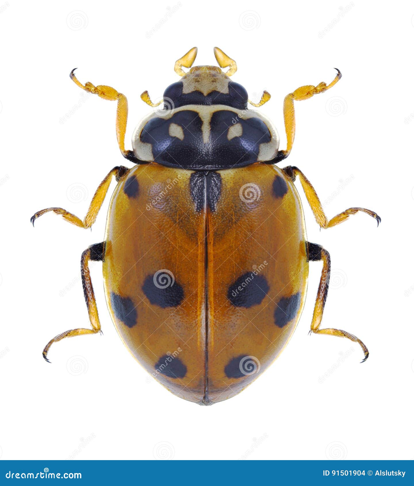 Beetle Hippodamia Variegata Stock Photo - Image of ladybird, turf: 91501904