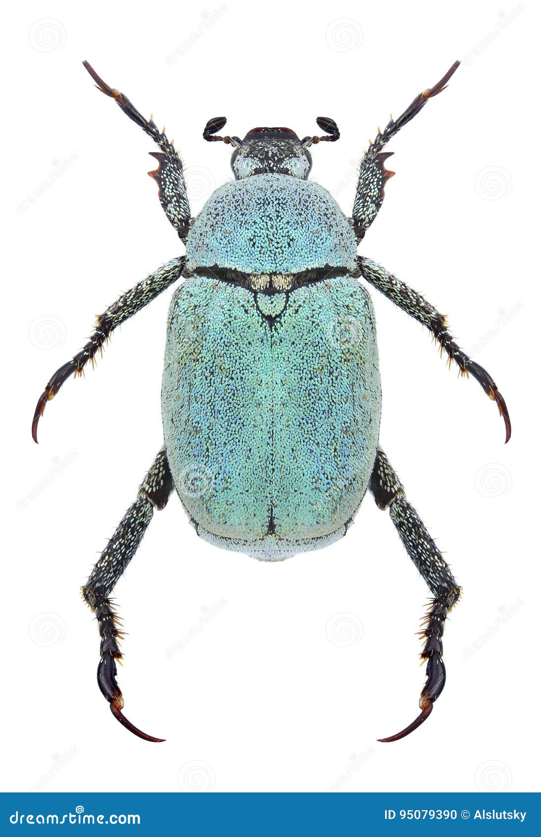 Beetle Hoplia parvula stock photo. Image of background - 95079390