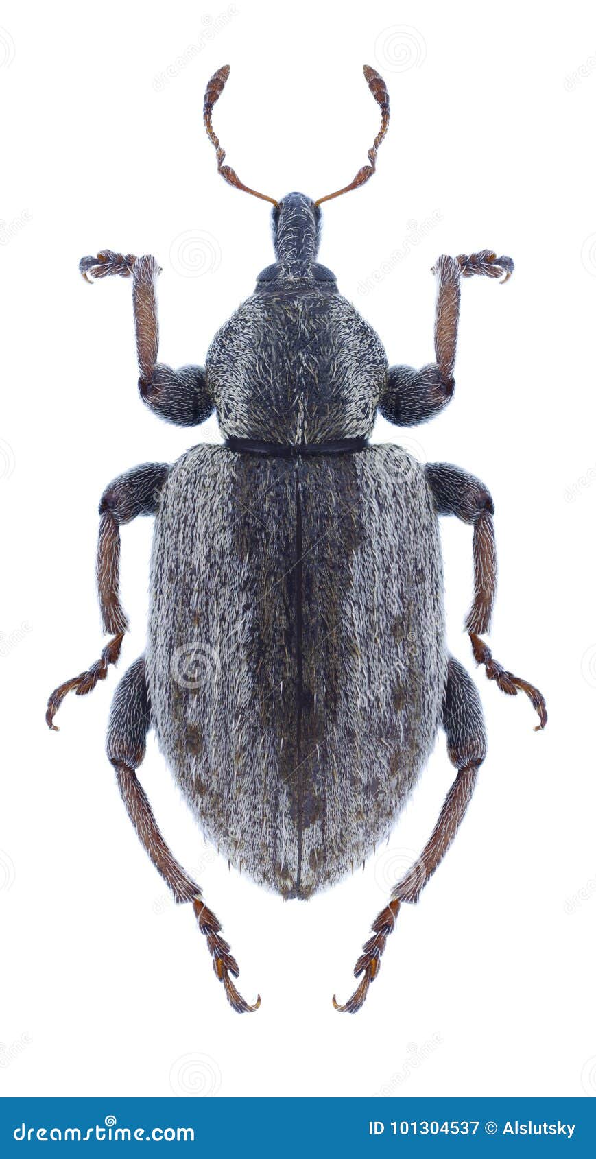 Hypera Postica Stock Photos - Free & Royalty-Free Stock Photos from ...