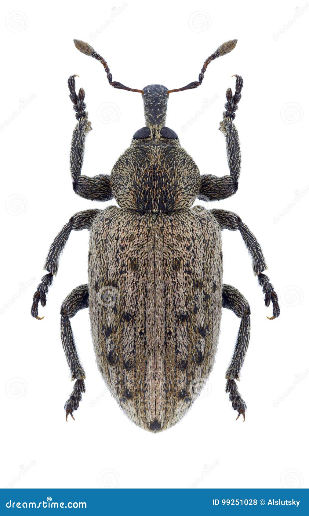 Beetle Hypera viciae stock photo. Image of wild, wildlife - 99251028