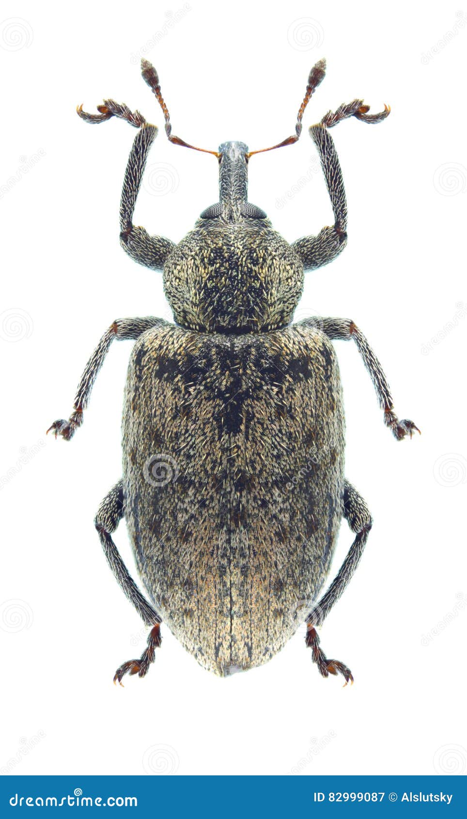 Beetle Hypera viciae stock image. Image of clamber, invertebrate - 82999087
