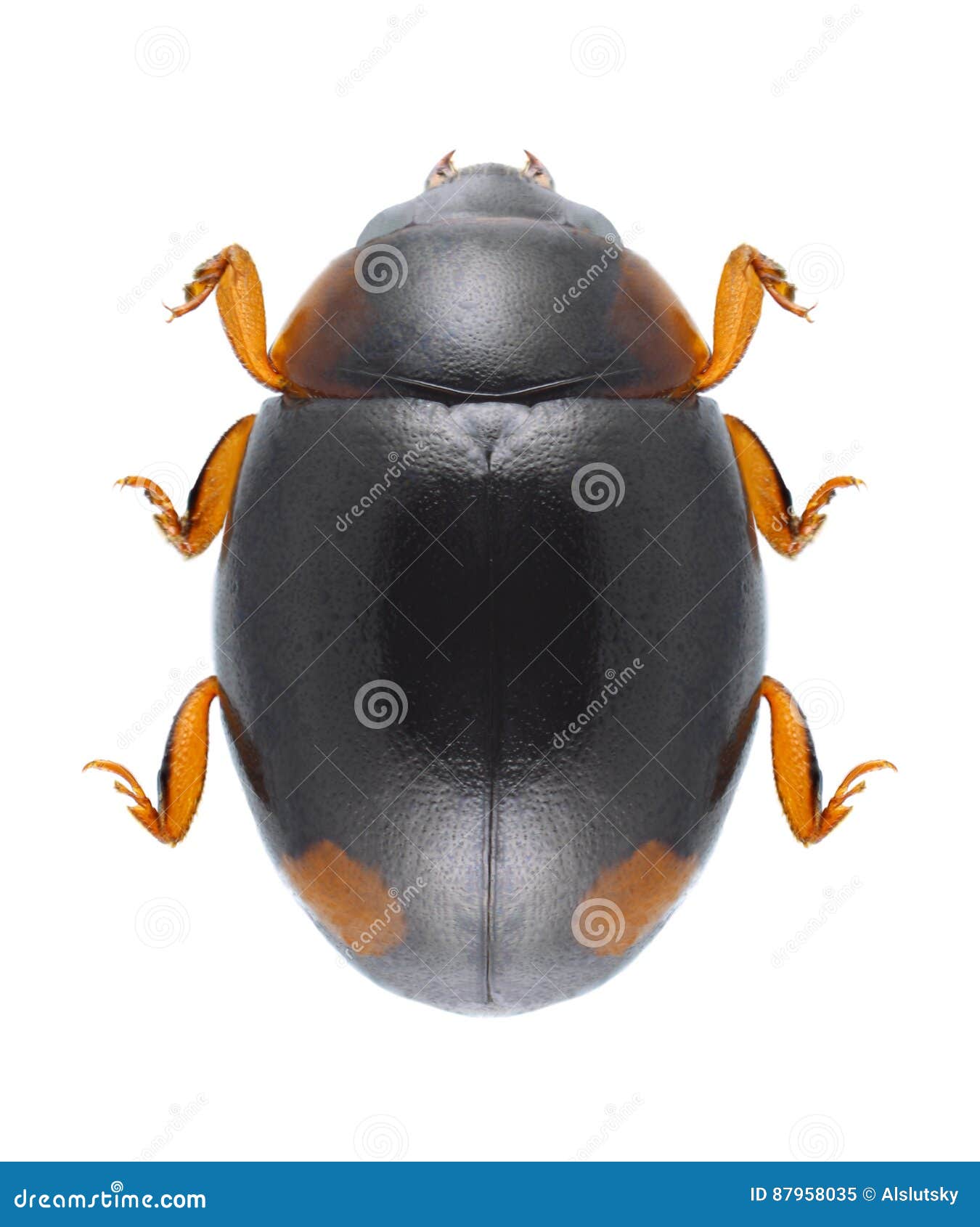 Beetle Hyperaspis Reppensis Stock Image - Image of bright, beetle: 87958035