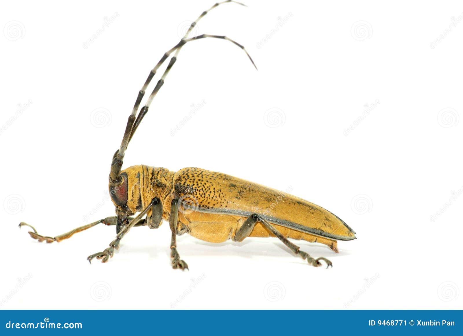 Beetle insect stock image. Image of anoplophora, outdoor - 9468771