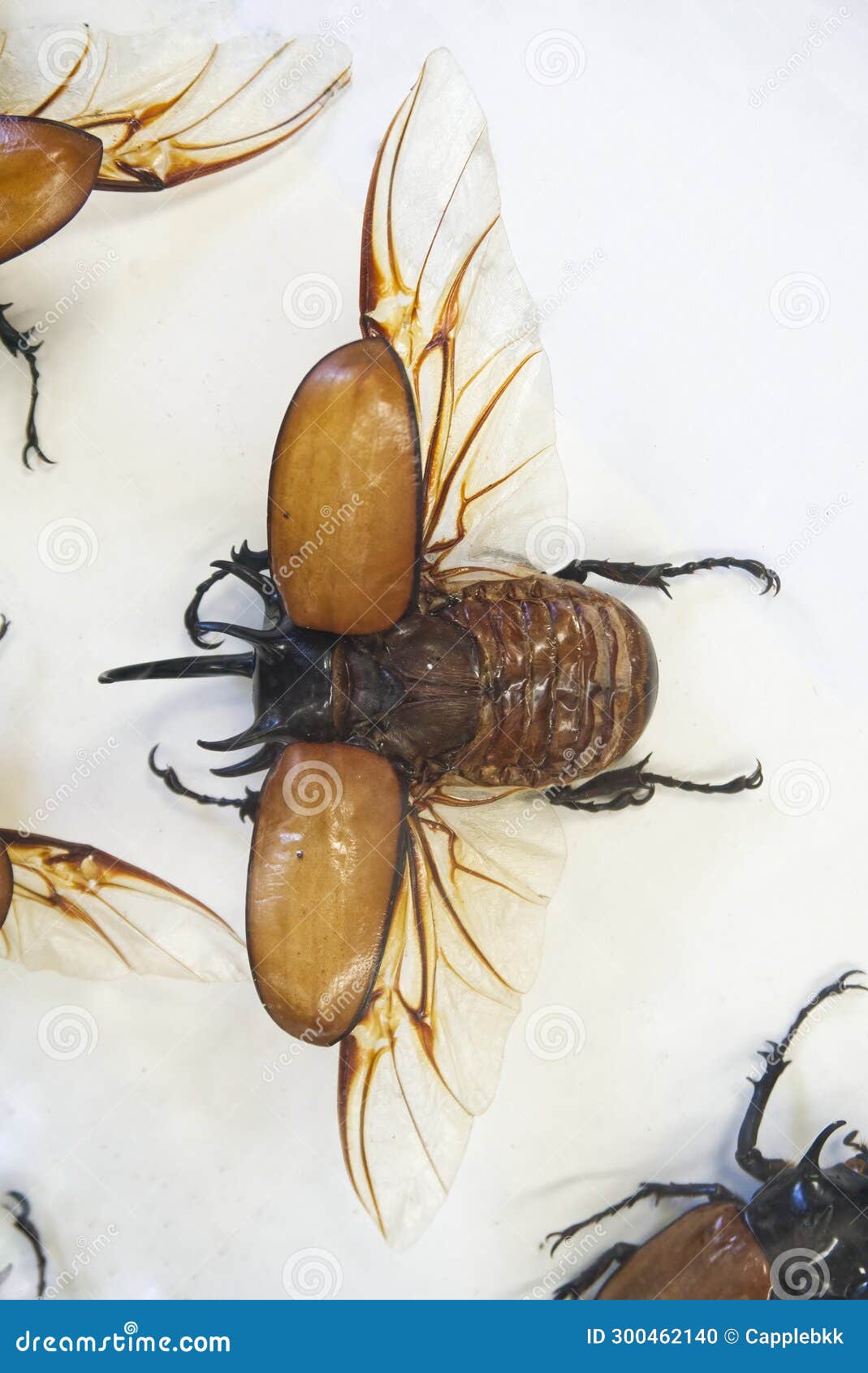 Beetle Insect Bug on Display on a White Background with Spread Wings ...