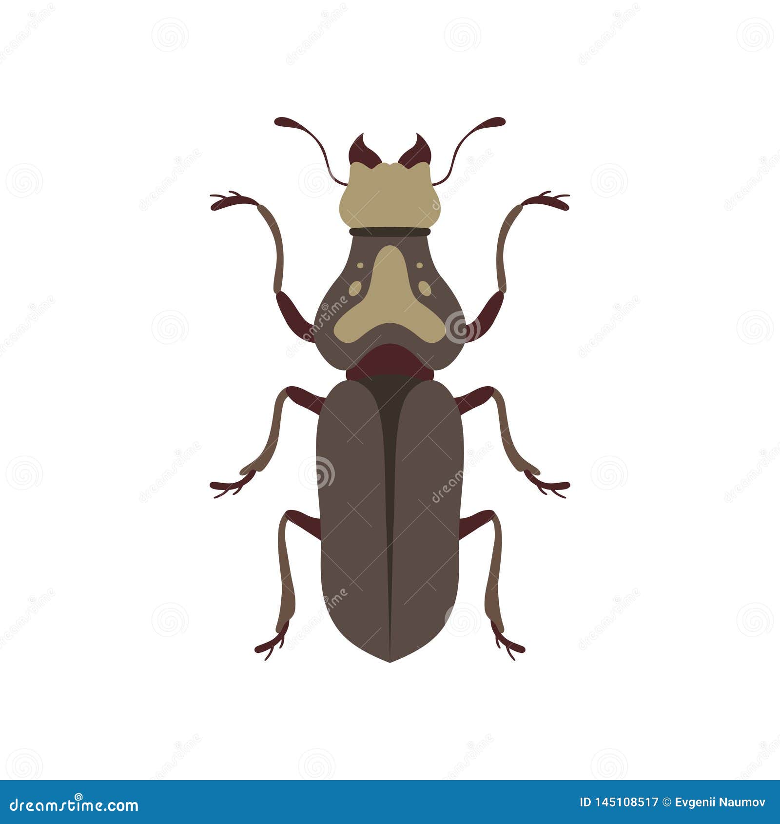 Bug Species Set, Top View Of Rhinoceros Beetle And Wasp Insects Cartoon ...