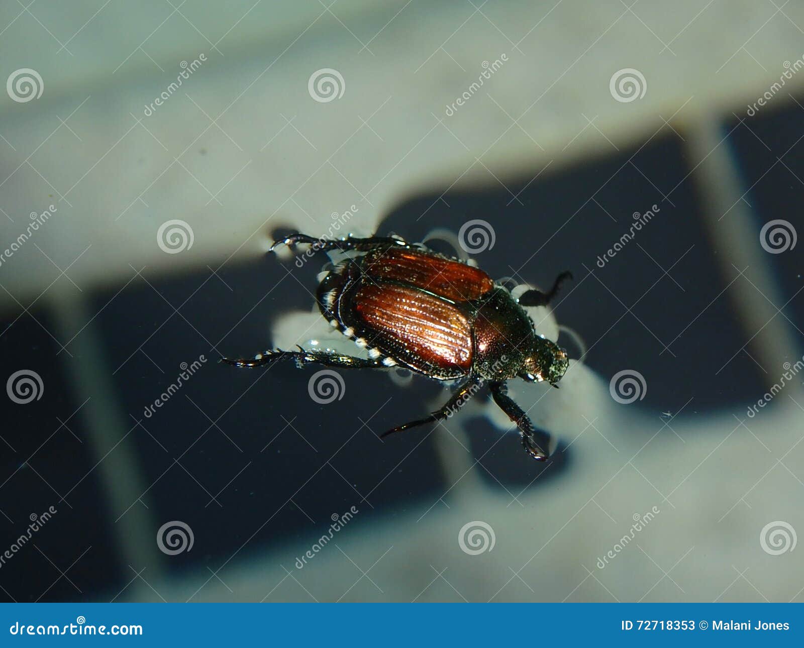 Beetle stock image. Image of beetle, water, bugs, floating - 72718353