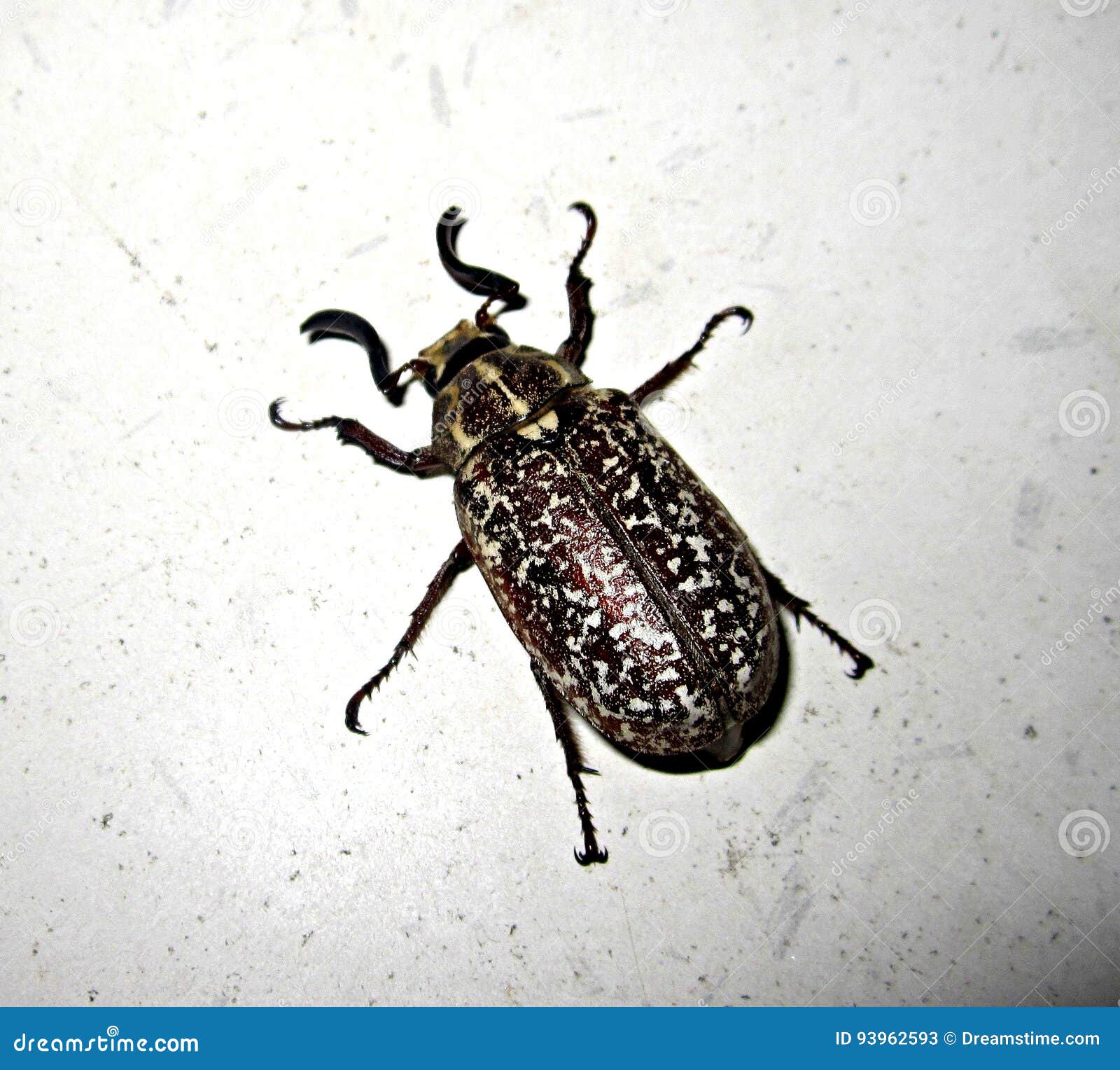 Beetle Insect Flying Beetle Turkey Stock Image - Image of strong ...