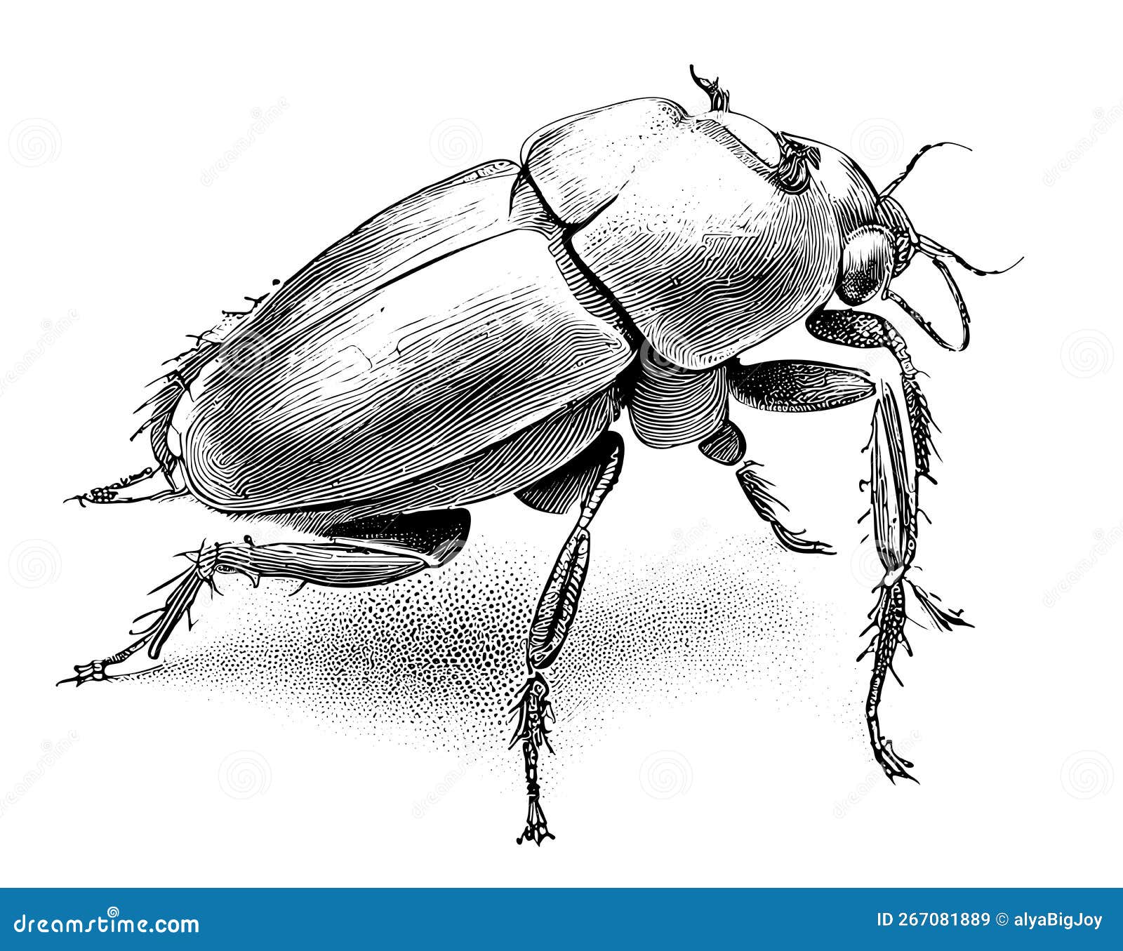 Beetle Insect Hand Drawn Engraving Sketch Stock Vector - Illustration ...