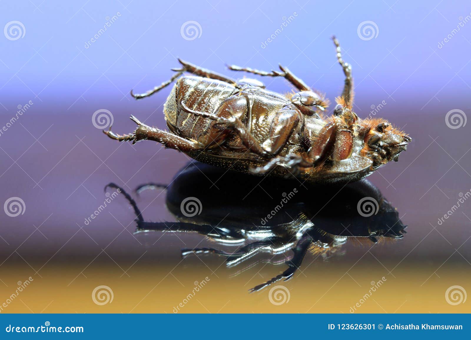 Beetle Insect Lie Supine on the Reflex Floor. Stock Image - Image of ...