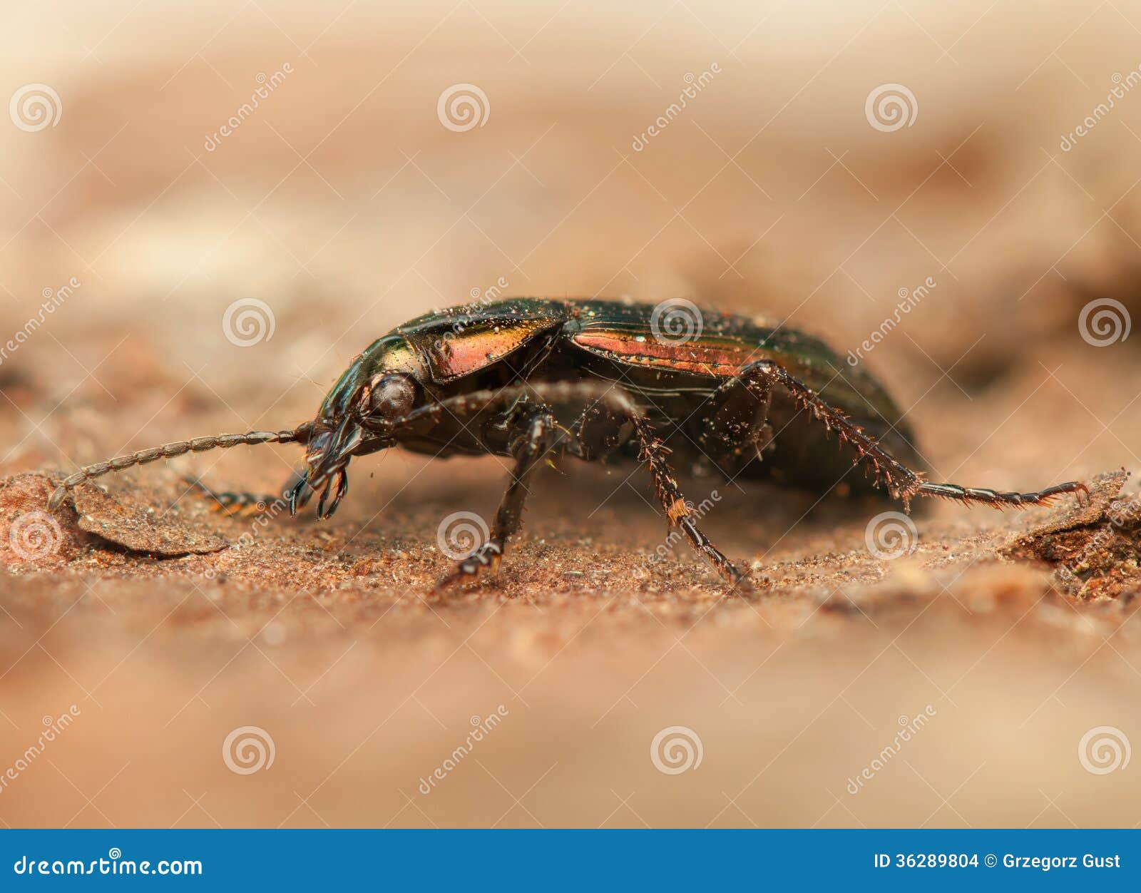 Beetle stock photo. Image of entomology, scavenger, micro - 36289804