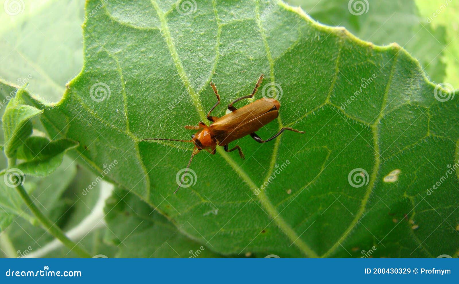 Beetle Insect Orange Beetle Under the Leaf a Beautiful Beetle on Grass ...