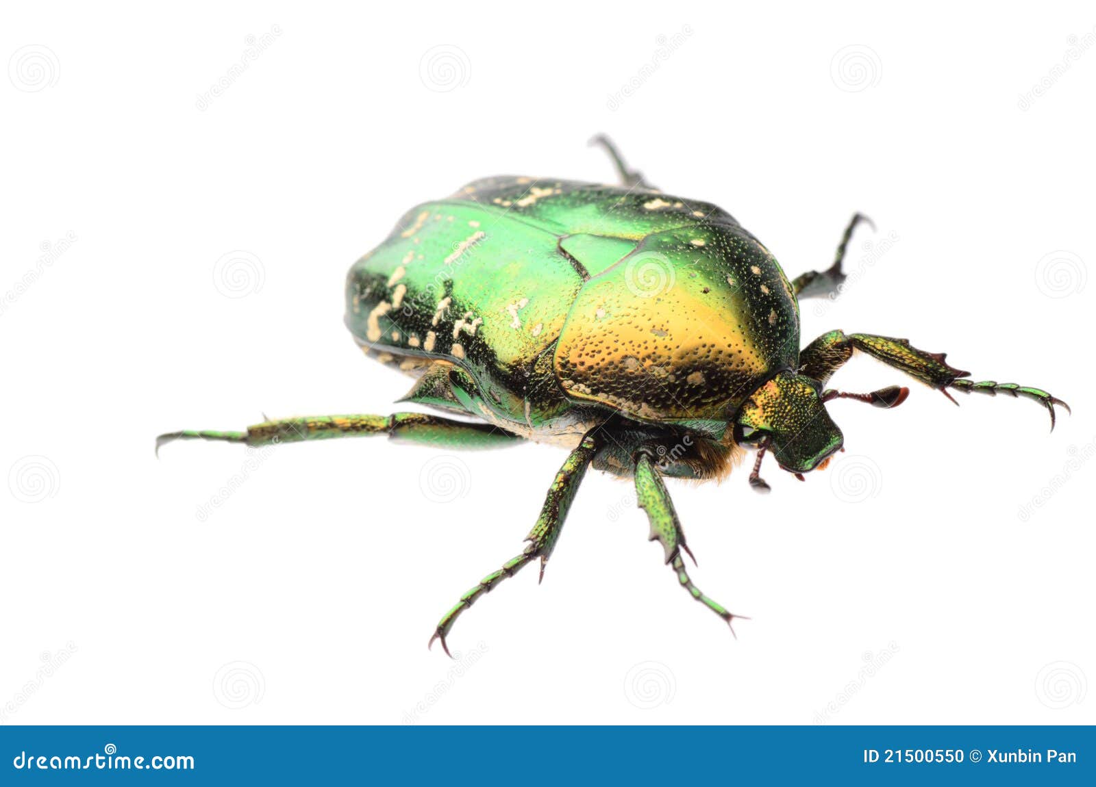 Beetle Insect Rose Chafer Isolated Stock Photo - Image of green, macro ...