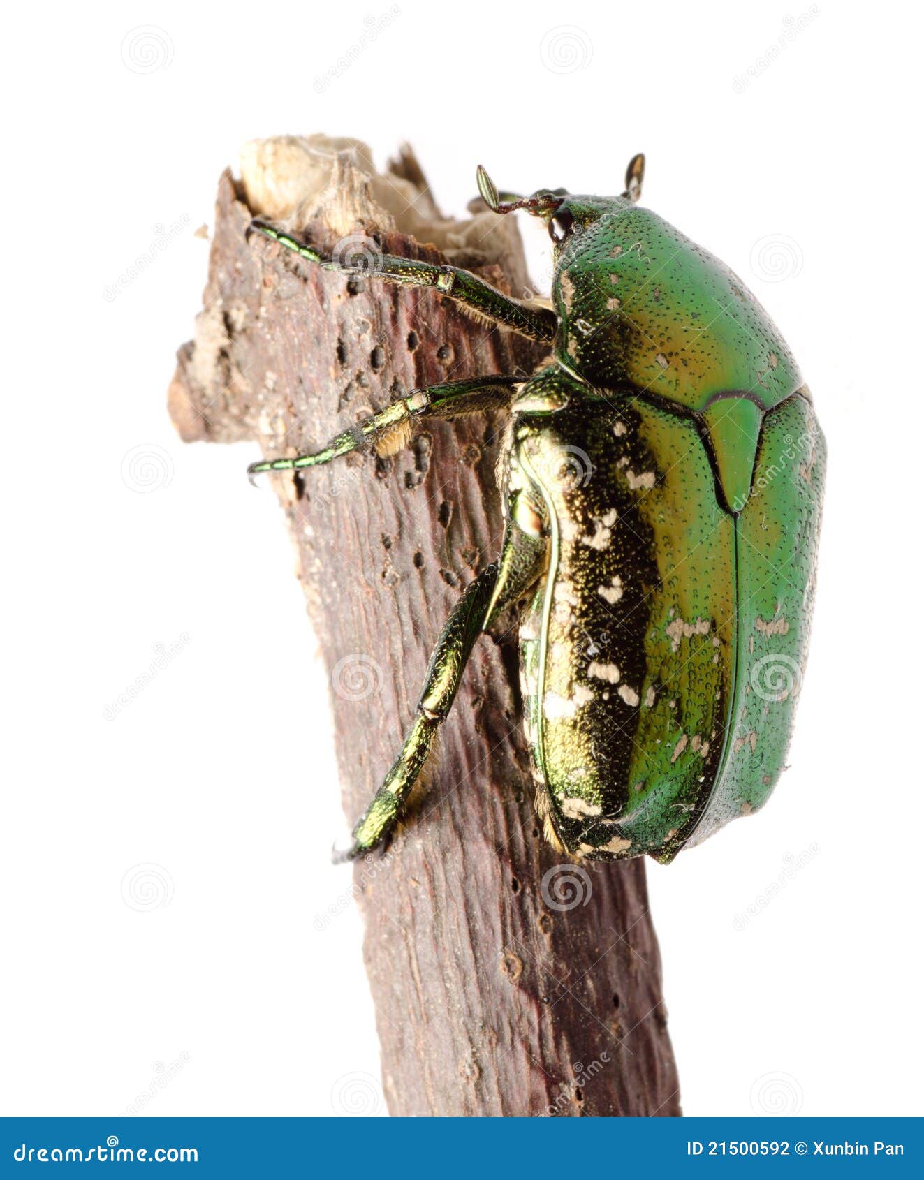 Beetle Insect Rose Chafer Isolated Stock Photo - Image of ecology ...