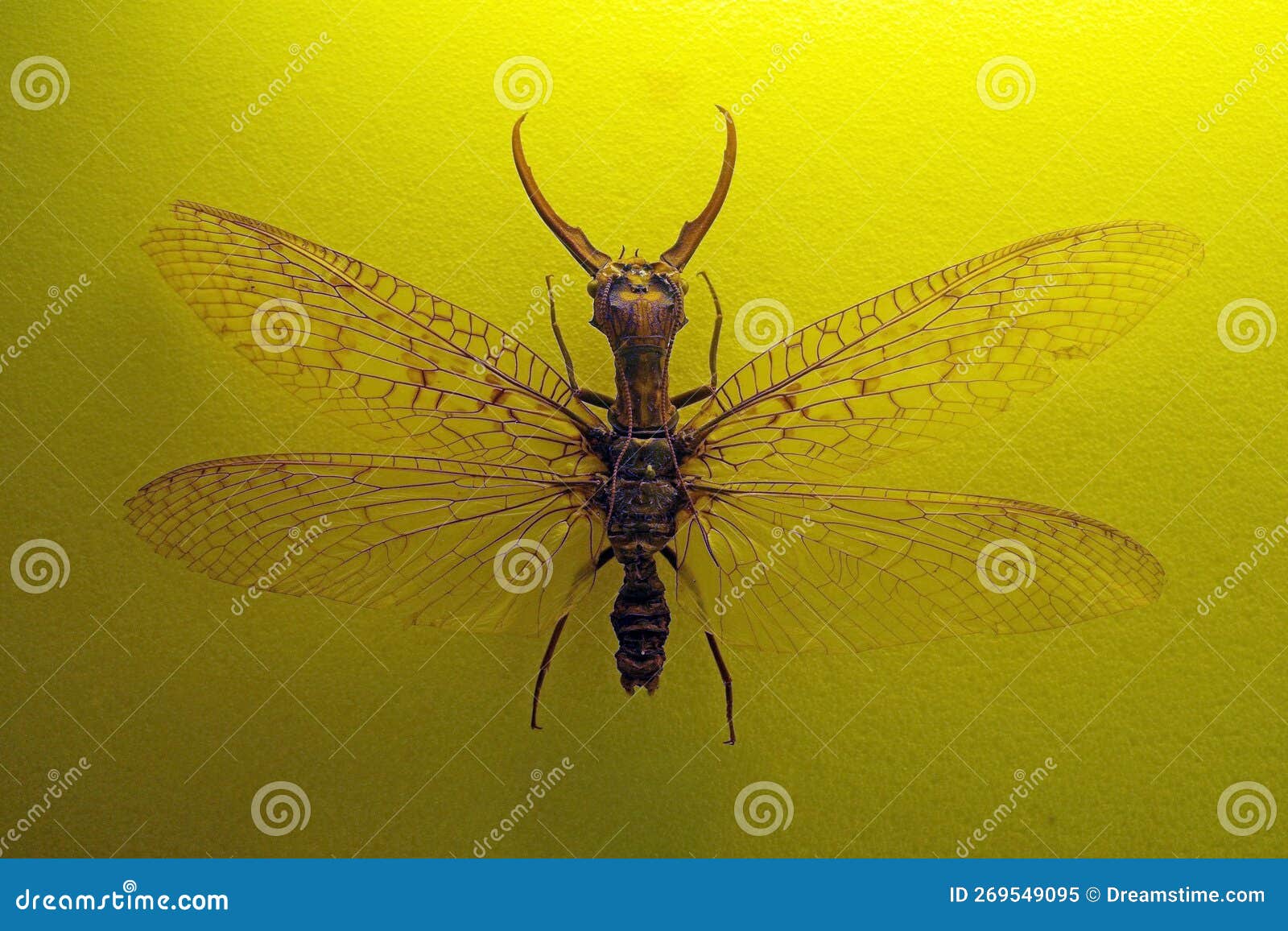 Beetle Specimen with Big Teeth Stock Image - Image of wing, nature ...