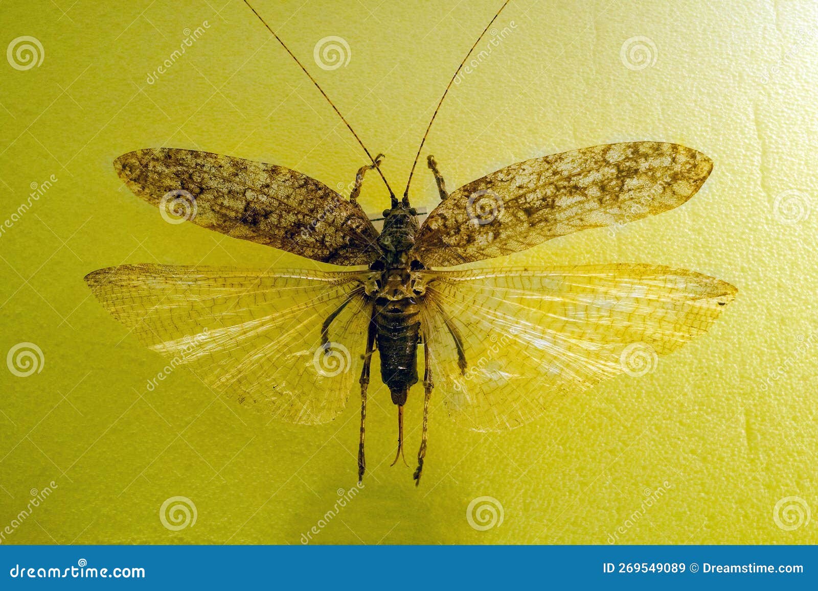 Beetle specimen with wing stock image. Image of specimen - 269549089