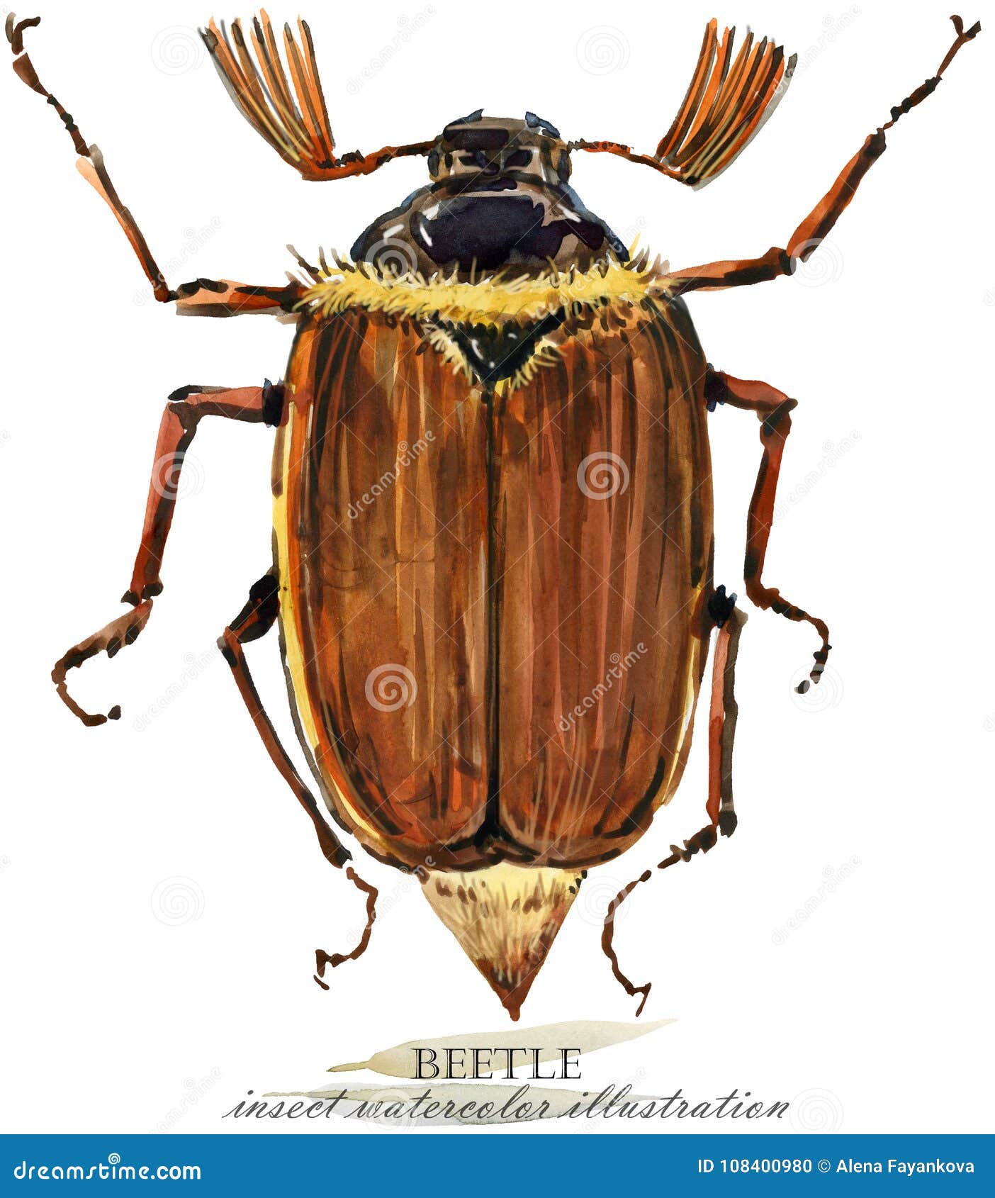 Beetle. Insect Watercolor Illustration Stock Illustration ...
