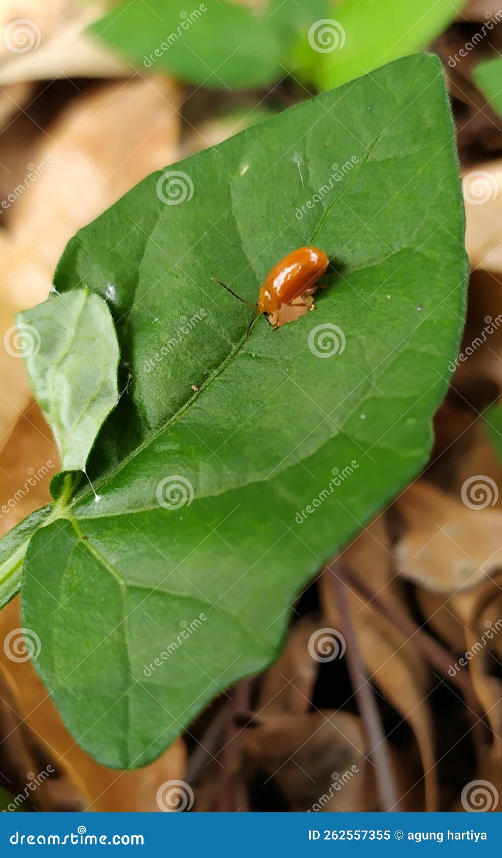 Beetle Insects that are Eating Leaves Stock Image - Image of ...