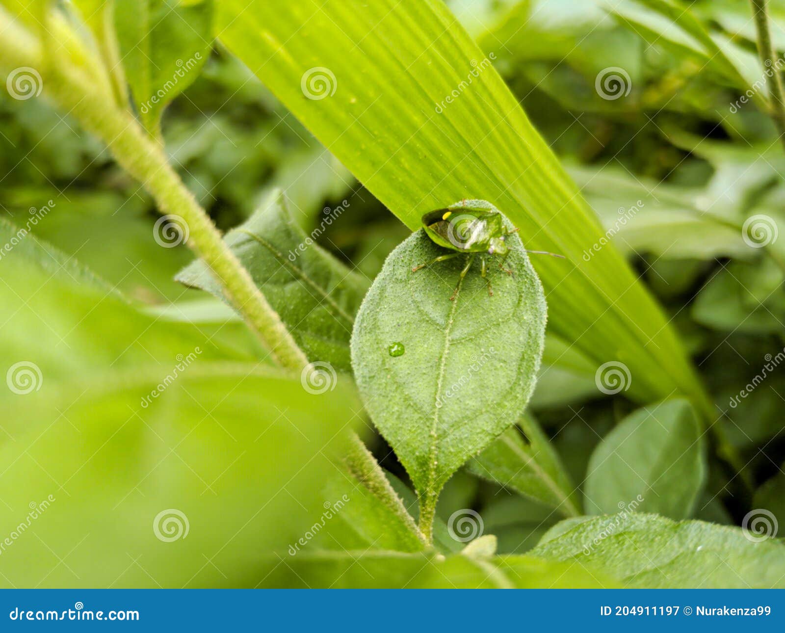Insects on green leaves stock image. Image of lawn, invertebrate ...