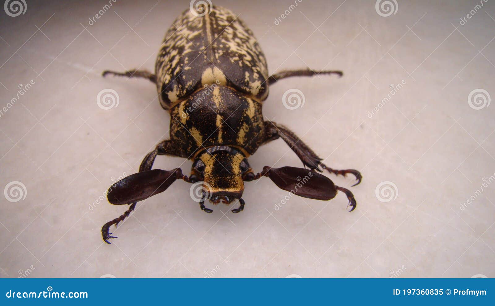 Beetle Isolated . Polyphylla Fullo Beetle on White Background Close Up ...