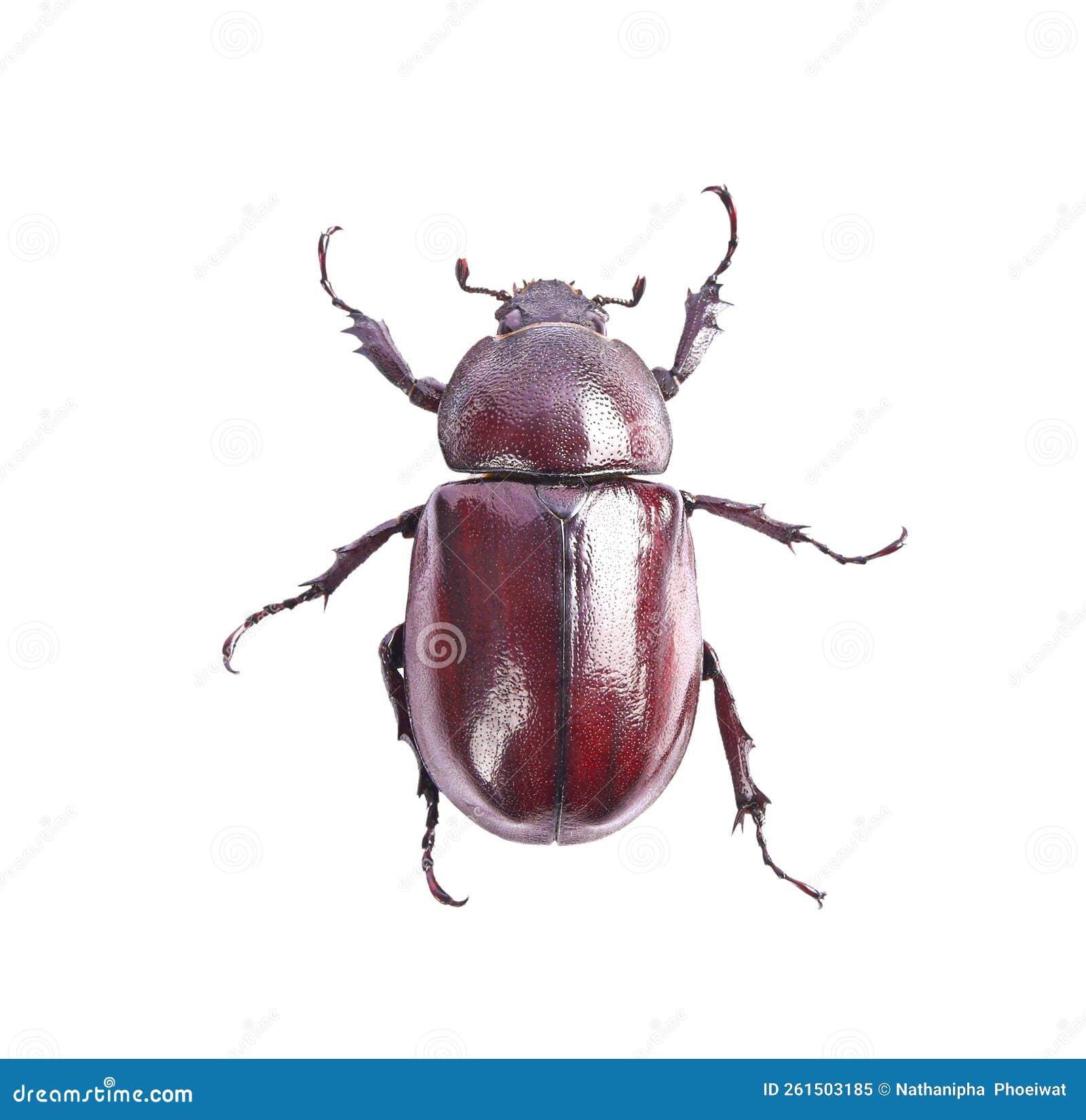 Beetle isolated on white stock image. Image of small - 261503185